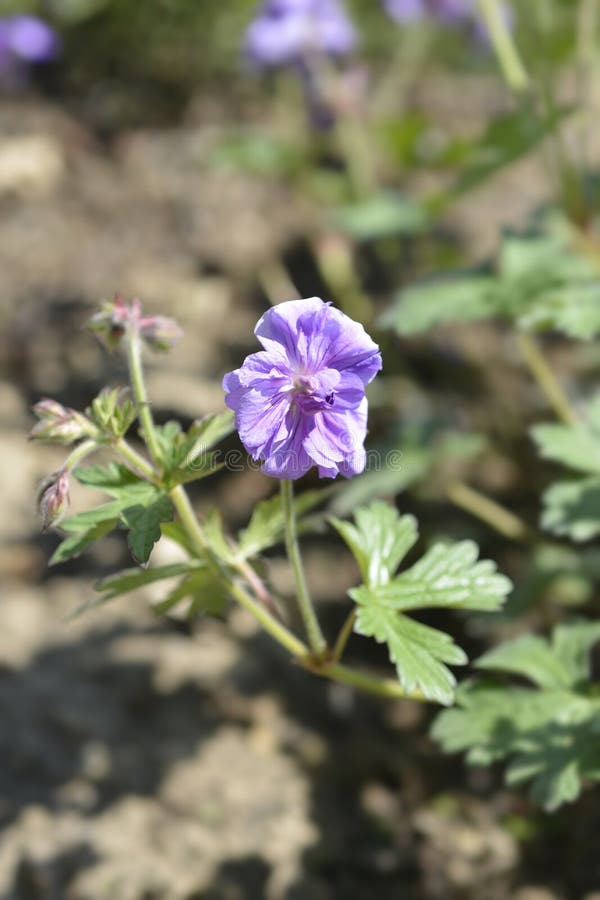 Himalayan Cranesbill Plenum Stock Photo - Image of violet, birch: 260589686