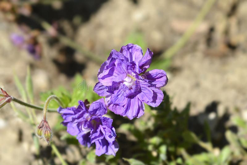 Himalayan Cranesbill Plenum Stock Photo - Image of birch, leaf: 393485932
