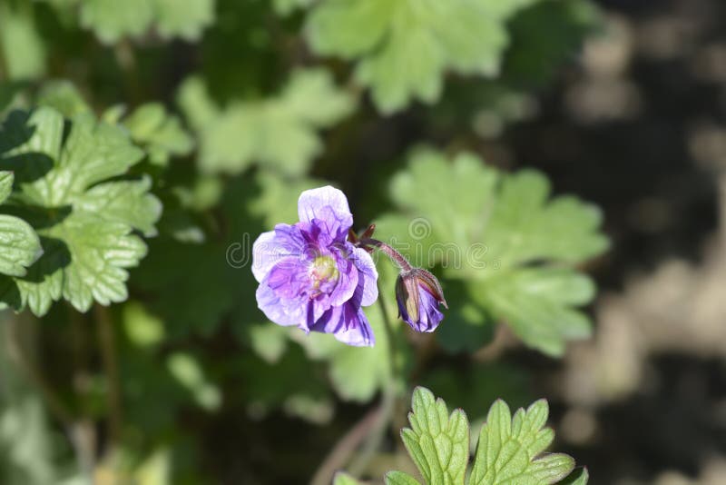 Cranesbill Plenum Stock Photos - Free & Royalty-Free Stock Photos from ...
