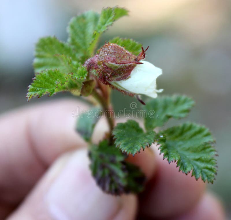 Himalayan Creeping Bramble or Nepalese Raspberry, Rubus Nepalensis ...