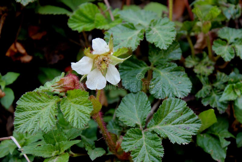 Himalayan Creeping Bramble or Nepalese Raspberry, Rubus Nepalensis ...