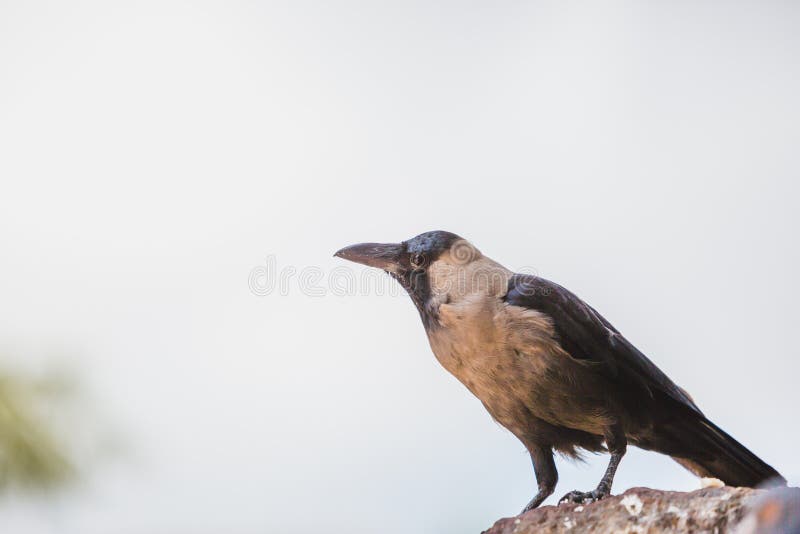 Himalayan Crow stock image. Image of grey, brown, feathers - 128516761