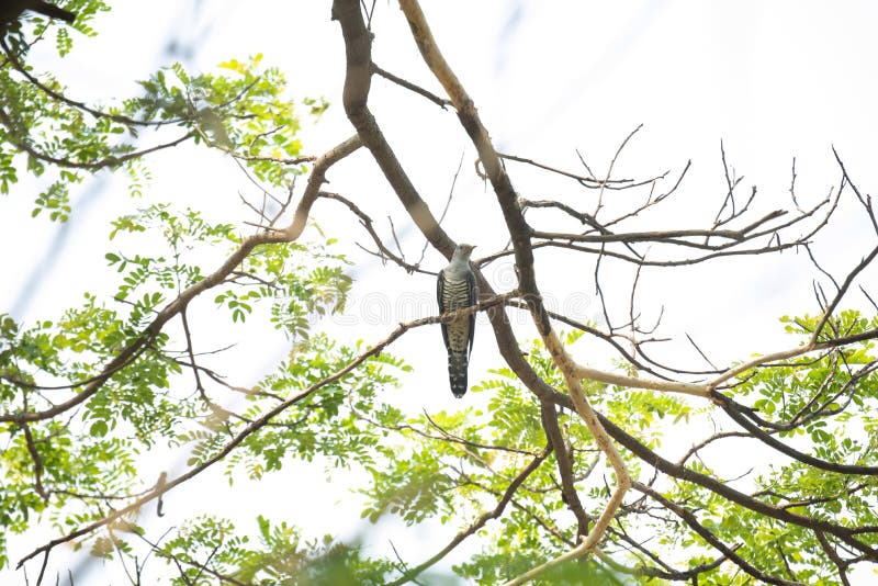Himalayan cuckoo stock photo. Image of tropical, barred - 154899116