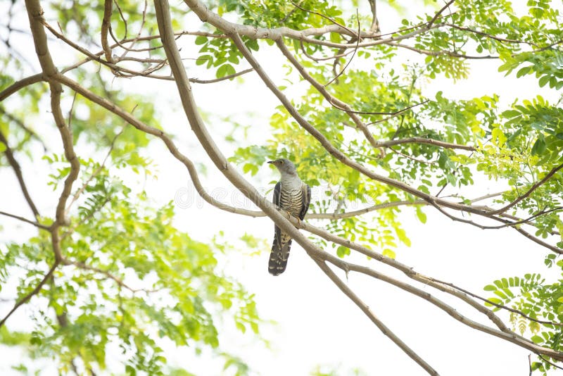 Himalayan cuckoo stock image. Image of tropical, saturatus - 154899155