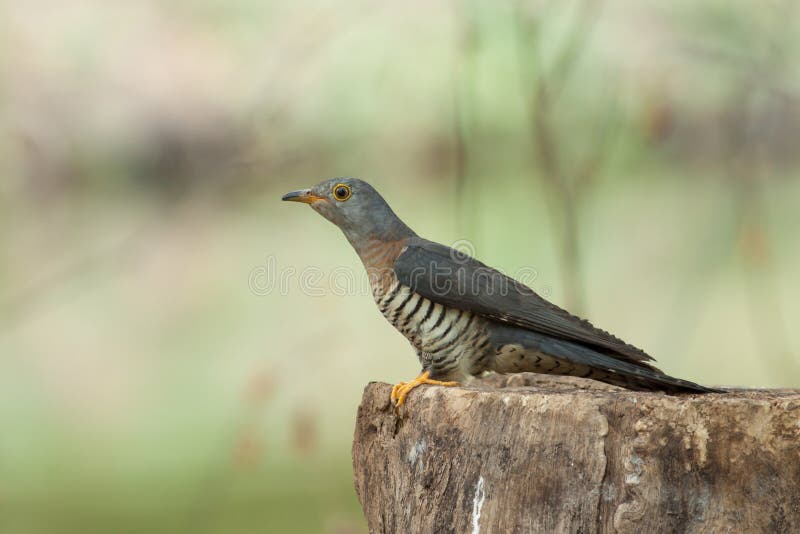 Himalayan Cuckoo Stand on the Stump Stock Photo - Image of stump, tree ...