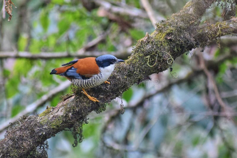 Himalayan cutia on a perch stock image. Image of wildlife - 214990969