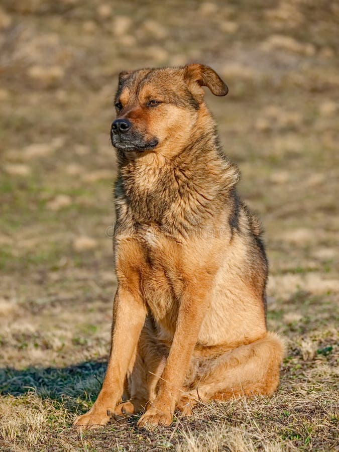 Himalayan dog stock image. Image of beautiful, nature - 32326047