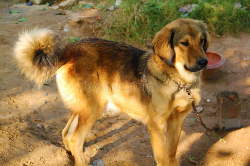Himalayan dog stock image. Image of montane, uttarakhand - 32326047
