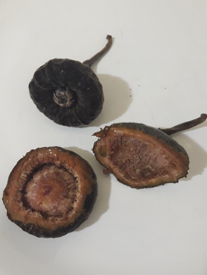 Himalayan Fig Seen from within Stock Photo - Image of indigestible ...