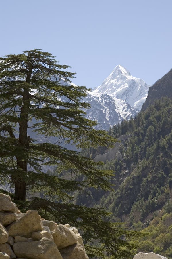 Himalayan fir and mountain stock photo. Image of adventure - 1201320