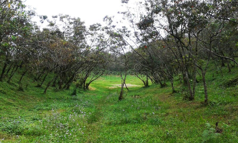 The Himalayan Forest Fully Natural Landscape Stock Image - Image of ...
