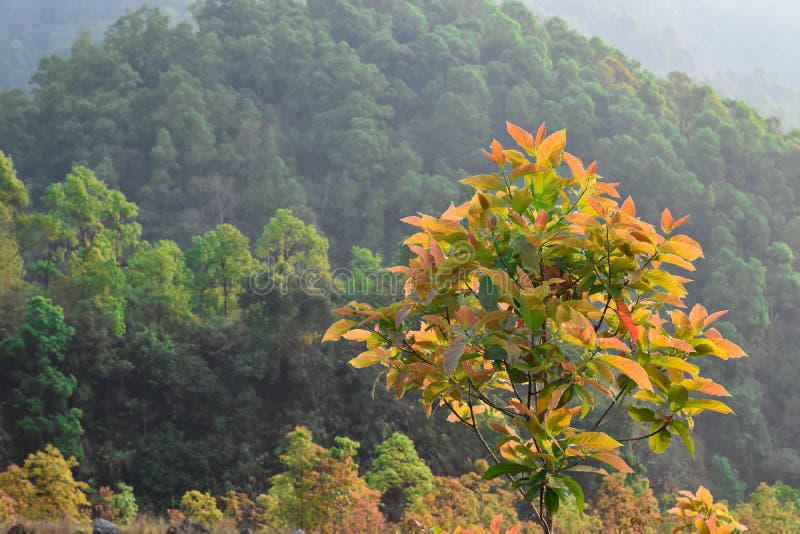 Himalayan Forest , Redish Yellow Tree and Green Ridges Stock Photo ...
