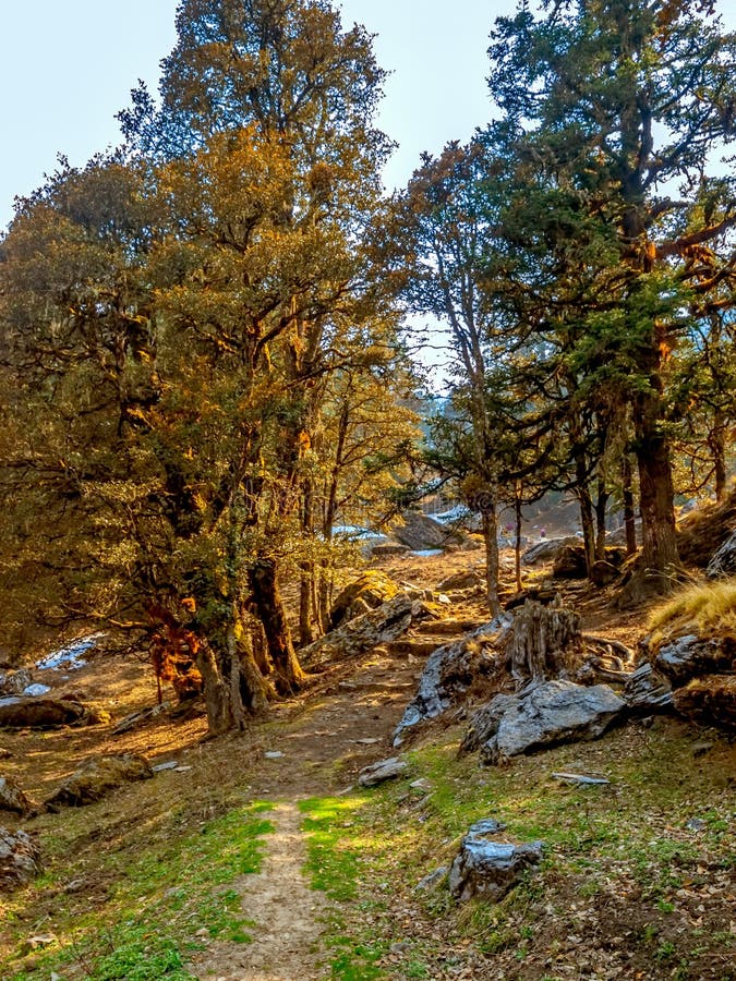 Lush Green Himalayan Pine Forest Stock Photo - Image of luxury ...