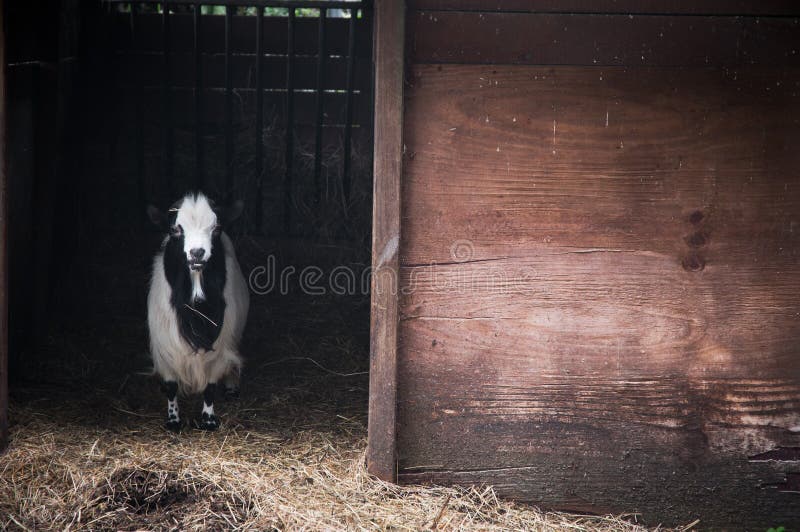 Himalayan goat stock photo. Image of goat, farm, space - 26827400