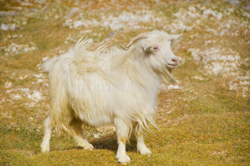 162 Pashmina Goat Stock Photos - Free & Royalty-Free Stock Photos from ...