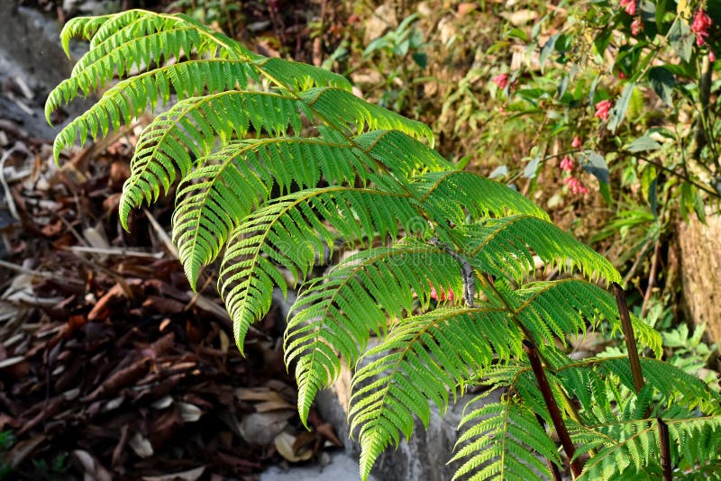 Himalayan Green Ferns Stock Photos - Free & Royalty-Free Stock Photos ...