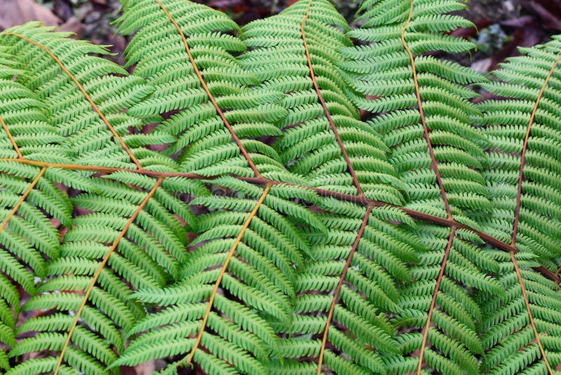Himalayan Green Ferns, are Often Called Fronds Stock Photo - Image of ...
