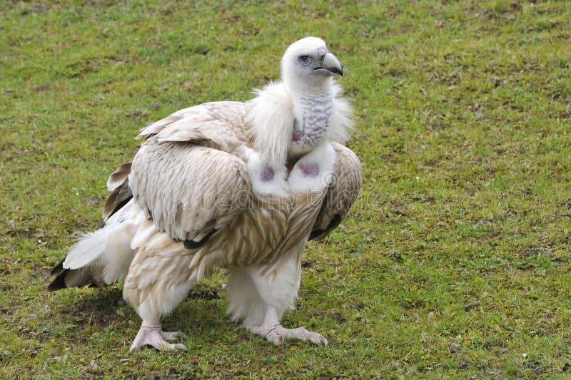 Himalayan Griffon Vulture and Cinereous Vulture Stock Photo - Image of ...