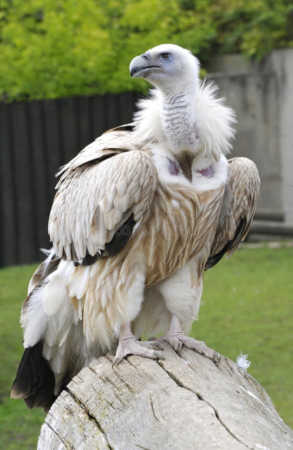 Himalayan Griffon Vulture and Cinereous Vulture Stock Photo - Image of ...