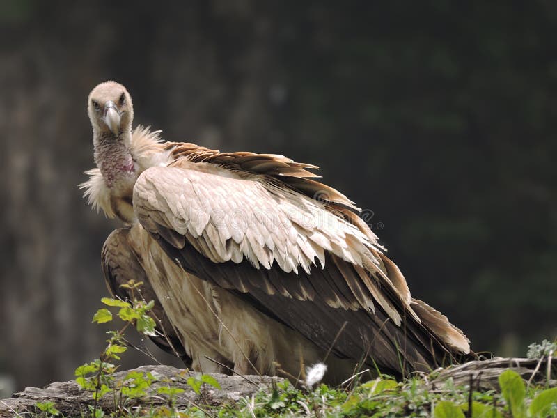 Himalayan Griffon in Natural Habitat Stock Image - Image of falcon ...