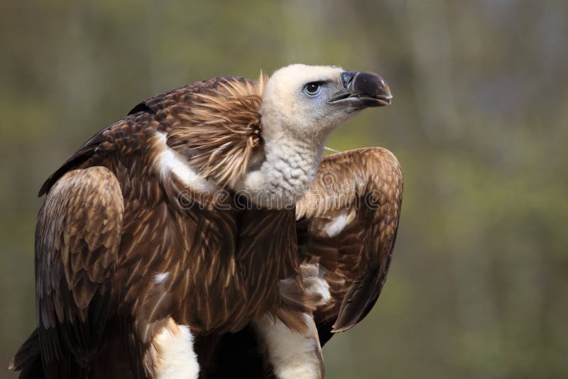 Himalayan Griffon Vulture Royalty Free Stock Photo - Image: 22840415