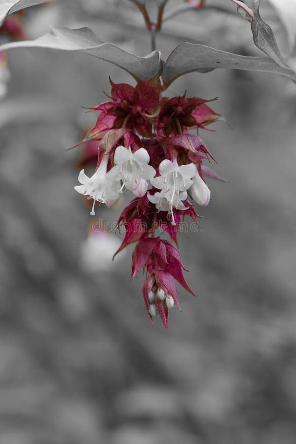 Himalayan Honeysuckle Letcesteria Formosa Stock Photo - Image of flora ...
