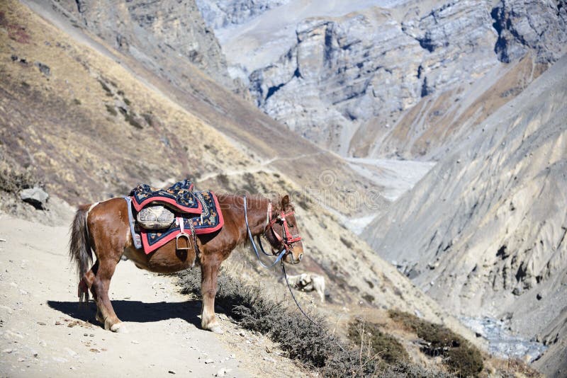 Himalayan Horse in Nepal, with a Height of Over 4000 Meters Stock Photo - Image of cargo, animal ...