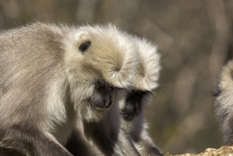 Languor stock image. Image of arts, body, human, girls - 7218665