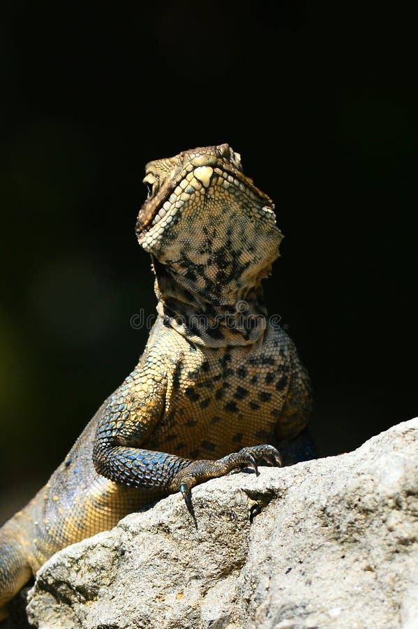 Himalayan Lizard stock image. Image of himalayan, morning - 126954425