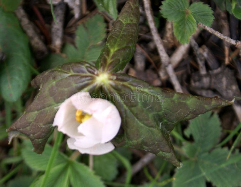Himalayan Sluipbramble Rubus Nepalensis Natuurlijke Habitat Nepal Stock ...