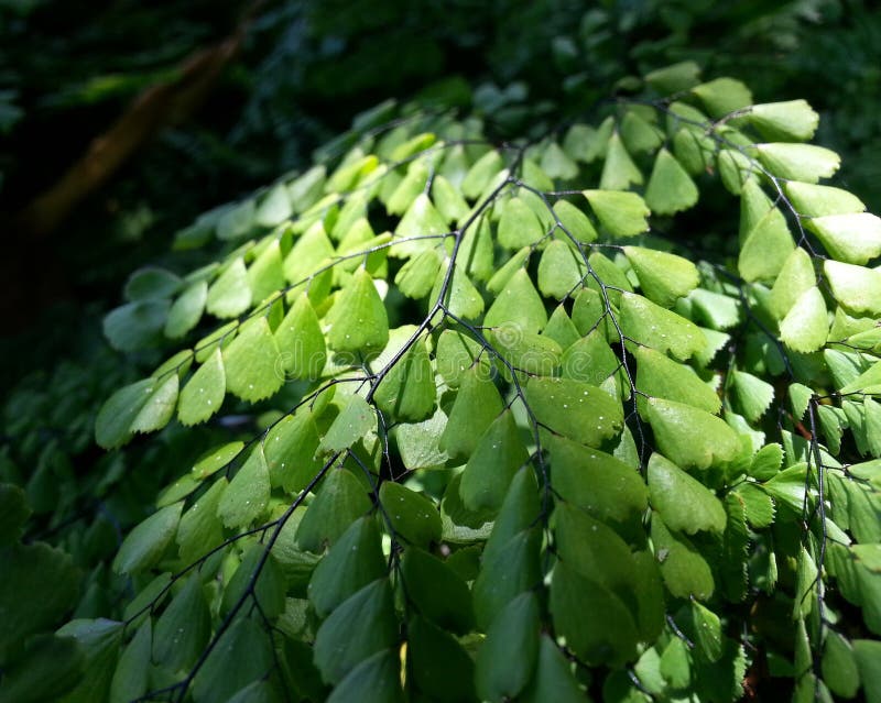 Himalayan maidenhair fern stock foto. Image of boom - 190580364