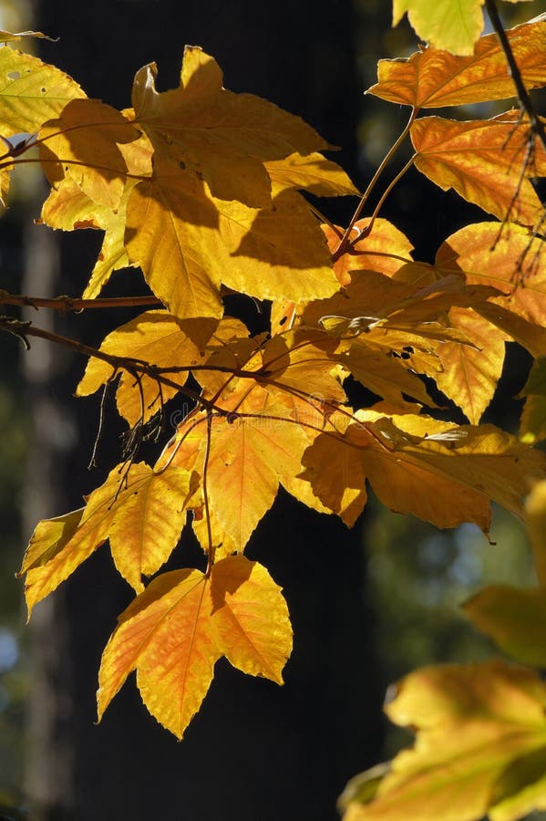 Himalayan Maple - Acer Sterculiaceum Stock Photo - Image of arboretum ...