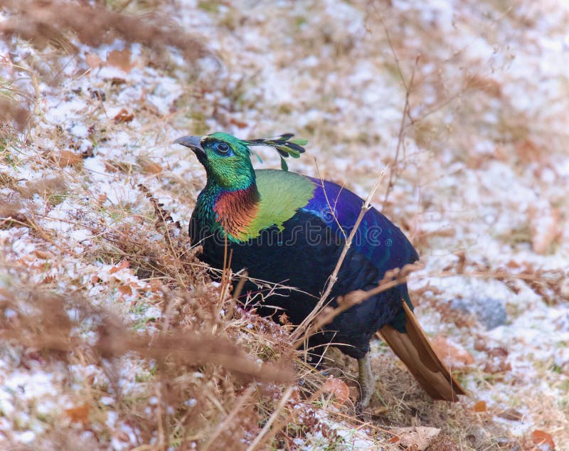 Himalayan Monal from Chopta Stock Image - Image of india, tungnath ...