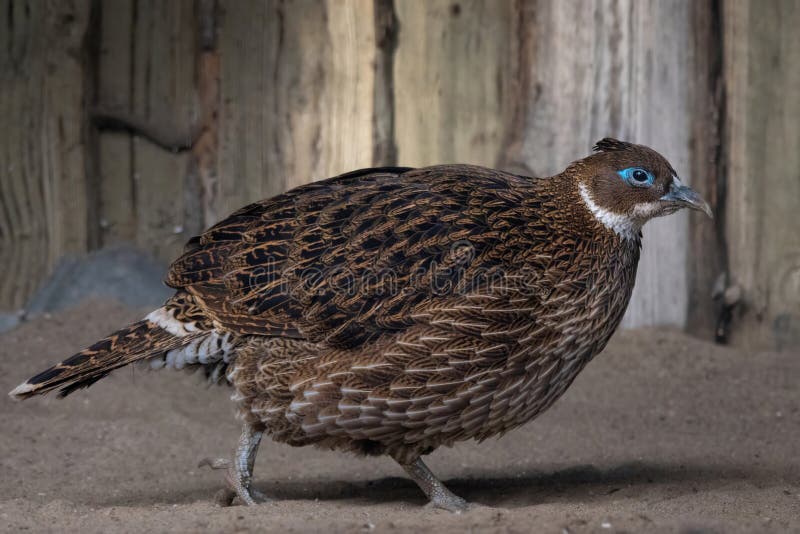 A Himalayan Monal - Lophophorus Impejanus Stock Photo - Image of game ...