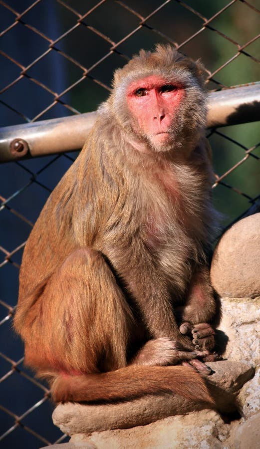 Himalayan monkey stock image. Image of asian, monkey - 17957345