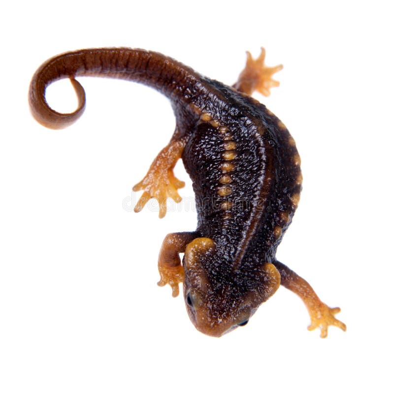Himalayan newt stock image. Image of gazing, adult, newt - 103805295