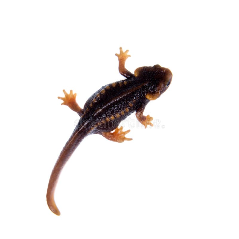 Himalayan newt stock image. Image of gazing, adult, newt - 103805295