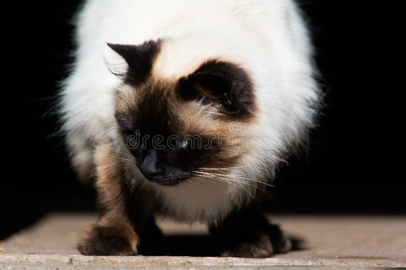 Himalayan Persian Breed Cat Siamese Color Stock Image - Image of breed ...