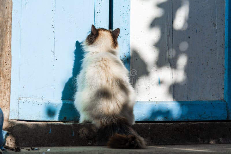 Himalayan Persian Breed Cat Siamese Color Stock Image - Image of ...