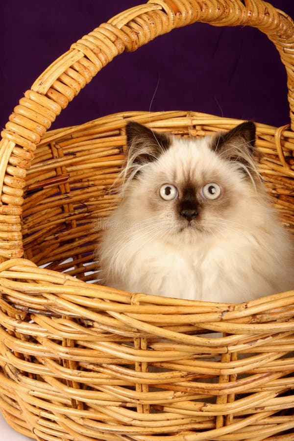 Persian cat bunny stock photo. Image of rabbit, persian - 723526