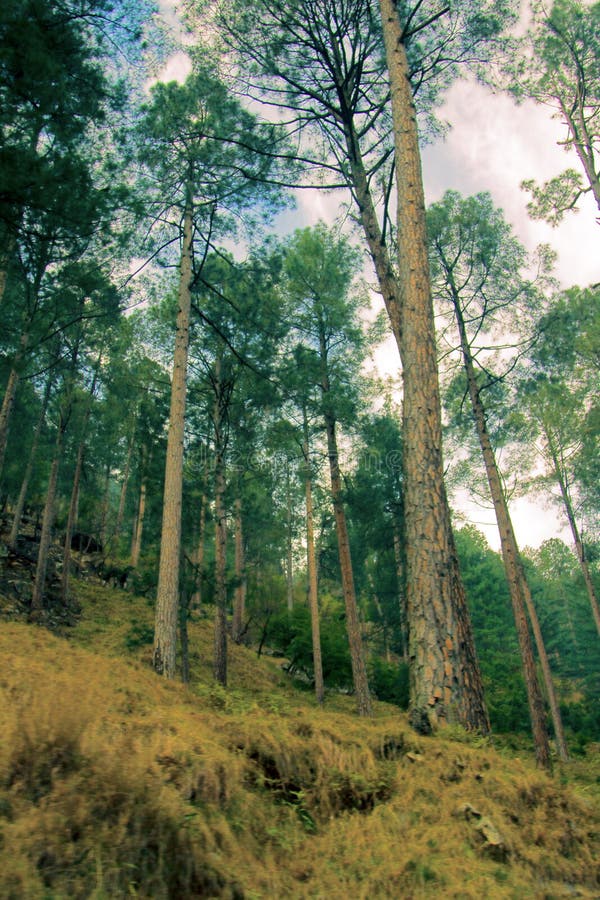 Himalayan pine forests stock image. Image of mountains - 137909767
