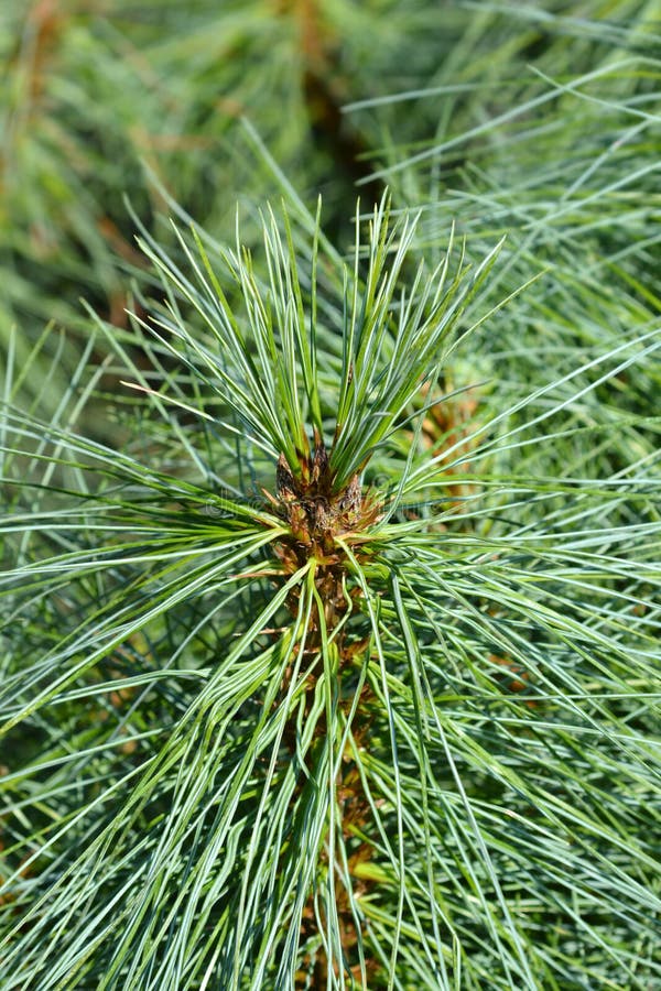Himalayan pine stock photo. Image of evergreen, bhutan - 236205690