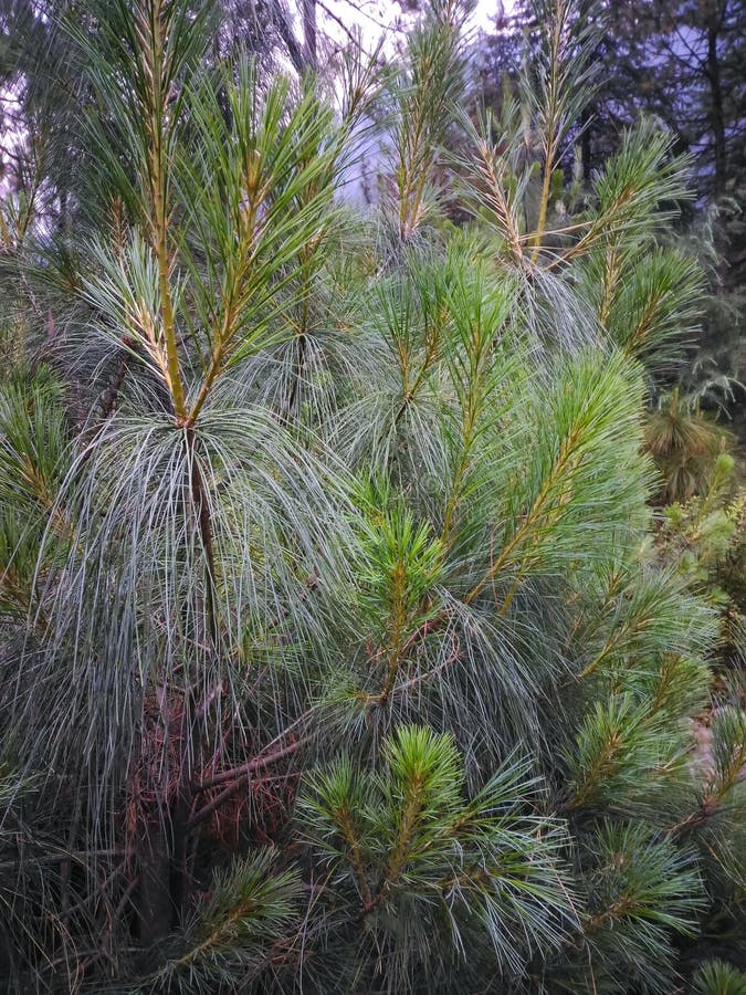 Lush Green Himalayan Pine Forest Stock Photo - Image of desolate ...