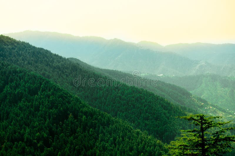 Himalayan Range in Shimla Covered with Trees Stock Image - Image of ...