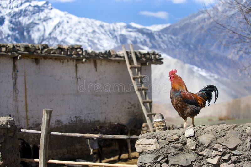 Himalayan Rooster stock photo. Image of rooster, himalaya - 24568814