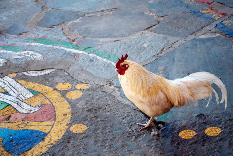 Himalayan rooster stock image. Image of wildlife, himalaya - 272920633