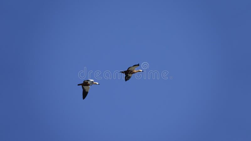 Himalayan, Ruddy Shel Ducks Stock Photo - Image of shel, ducks: 232472532