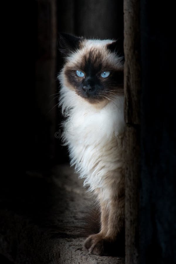 Himalayan Siamese Cat, Portrait Stock Image - Image of siamese ...
