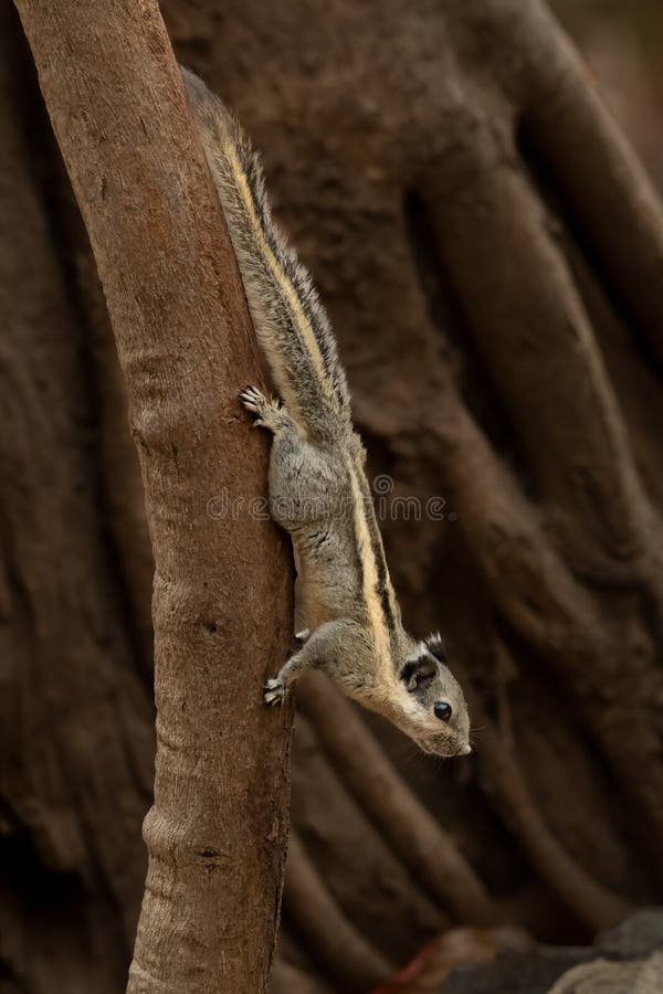 Himalayan Striped Squirrel On A Branch Stock Image - Image of spring ...