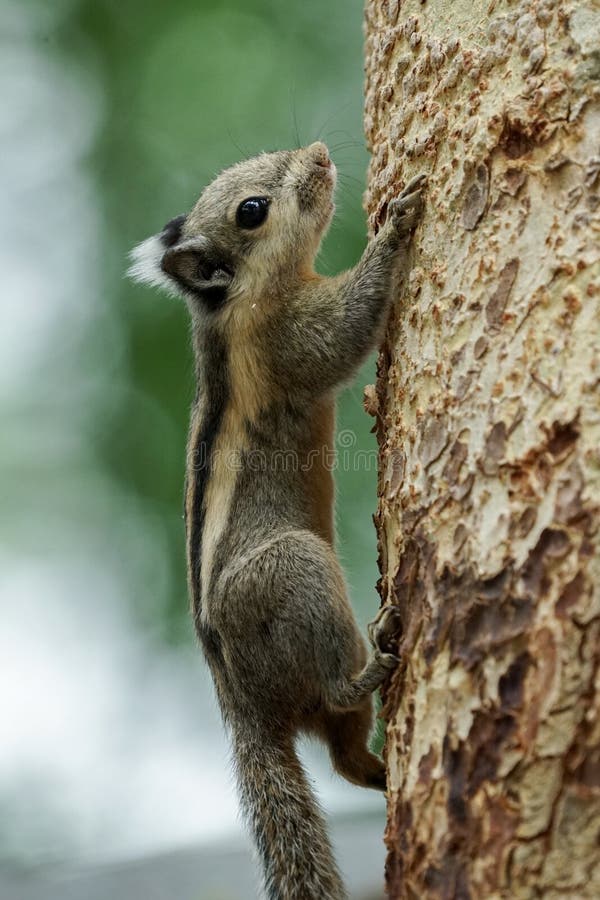 Himalayan Striped Squirrel Climbing Up a Tree Stock Photo - Image of ...